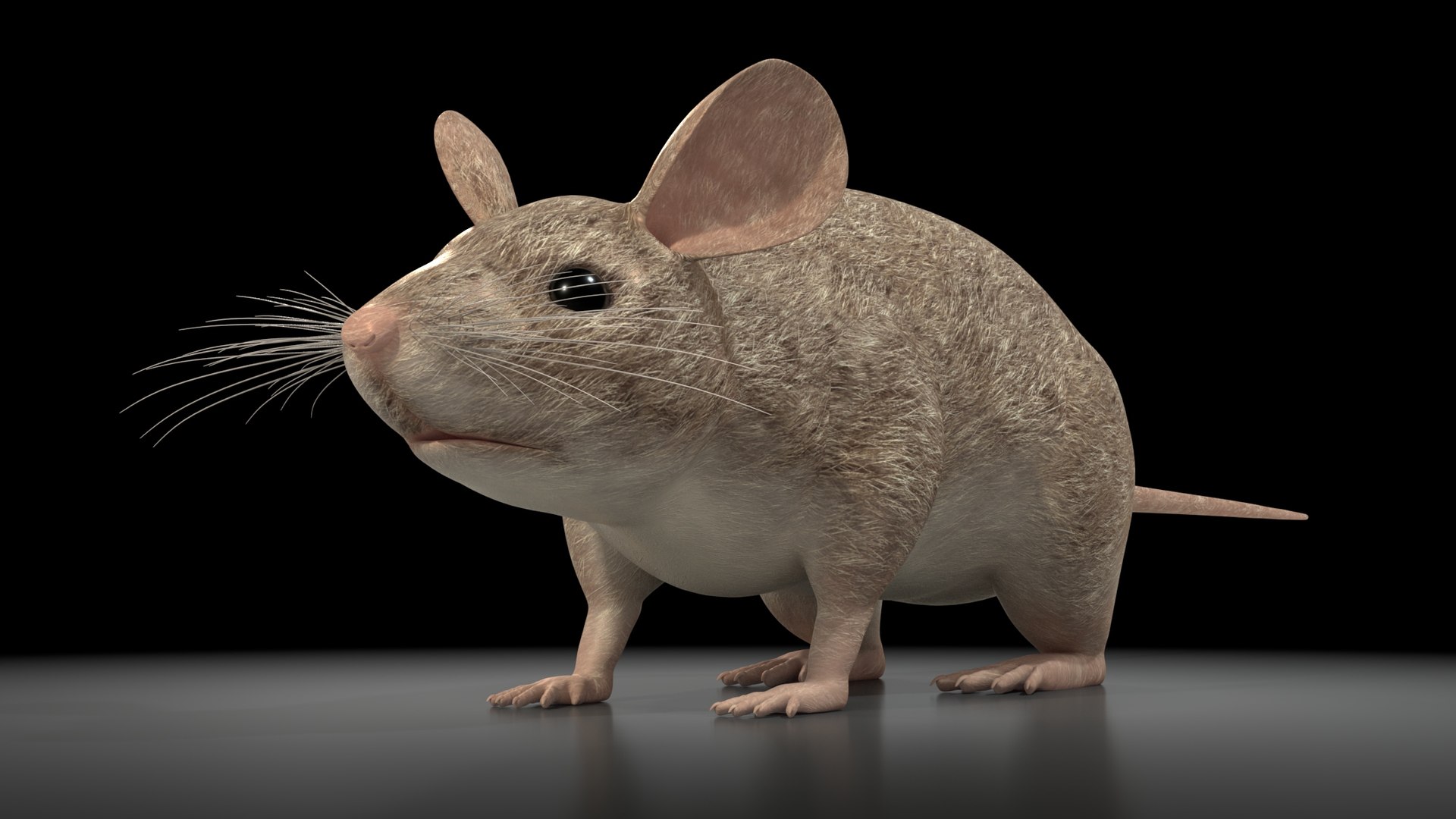 Mouse Rigged 3D Model - TurboSquid 2314287