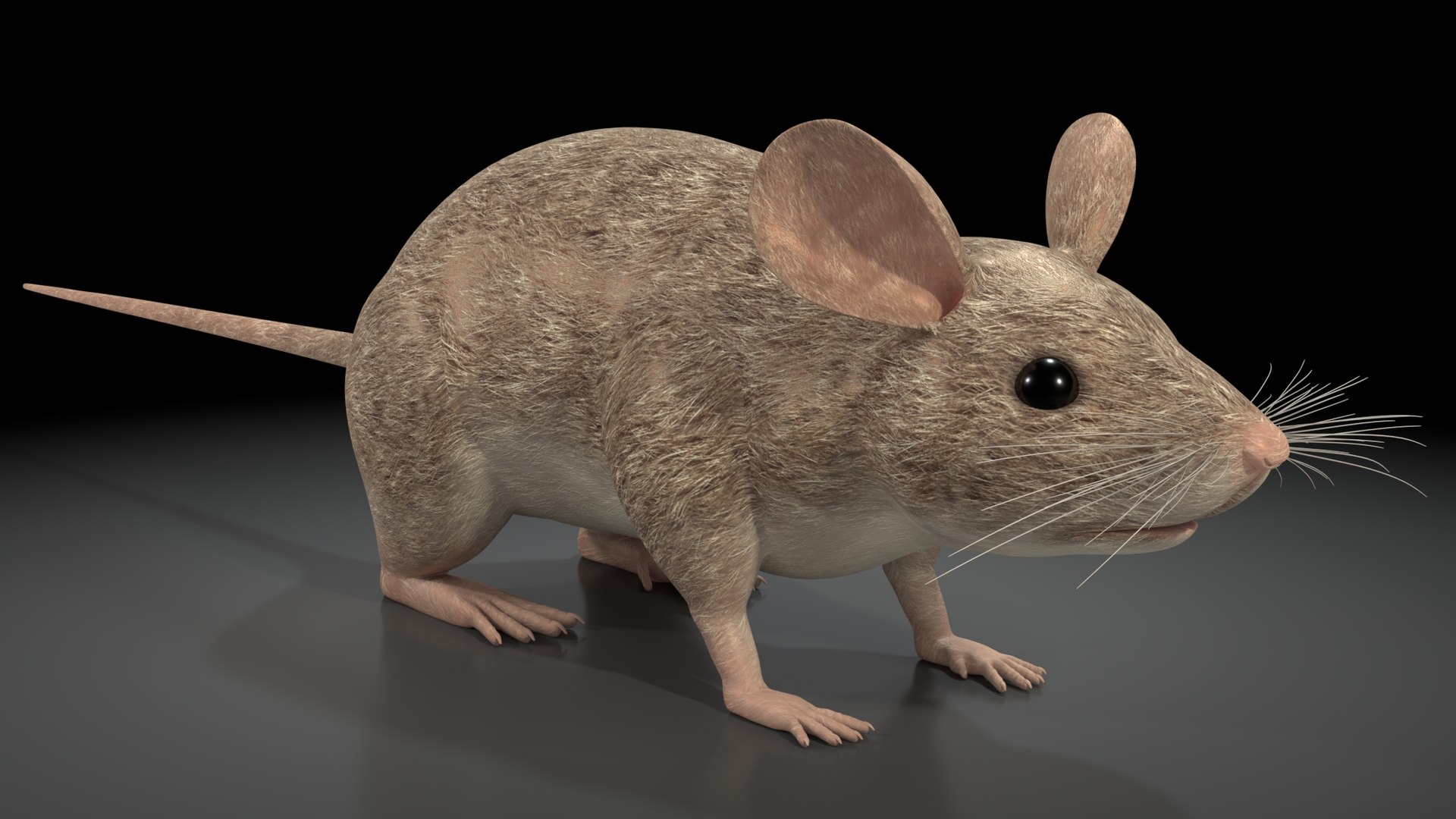 Mouse Rigged 3D Model - TurboSquid 2314287