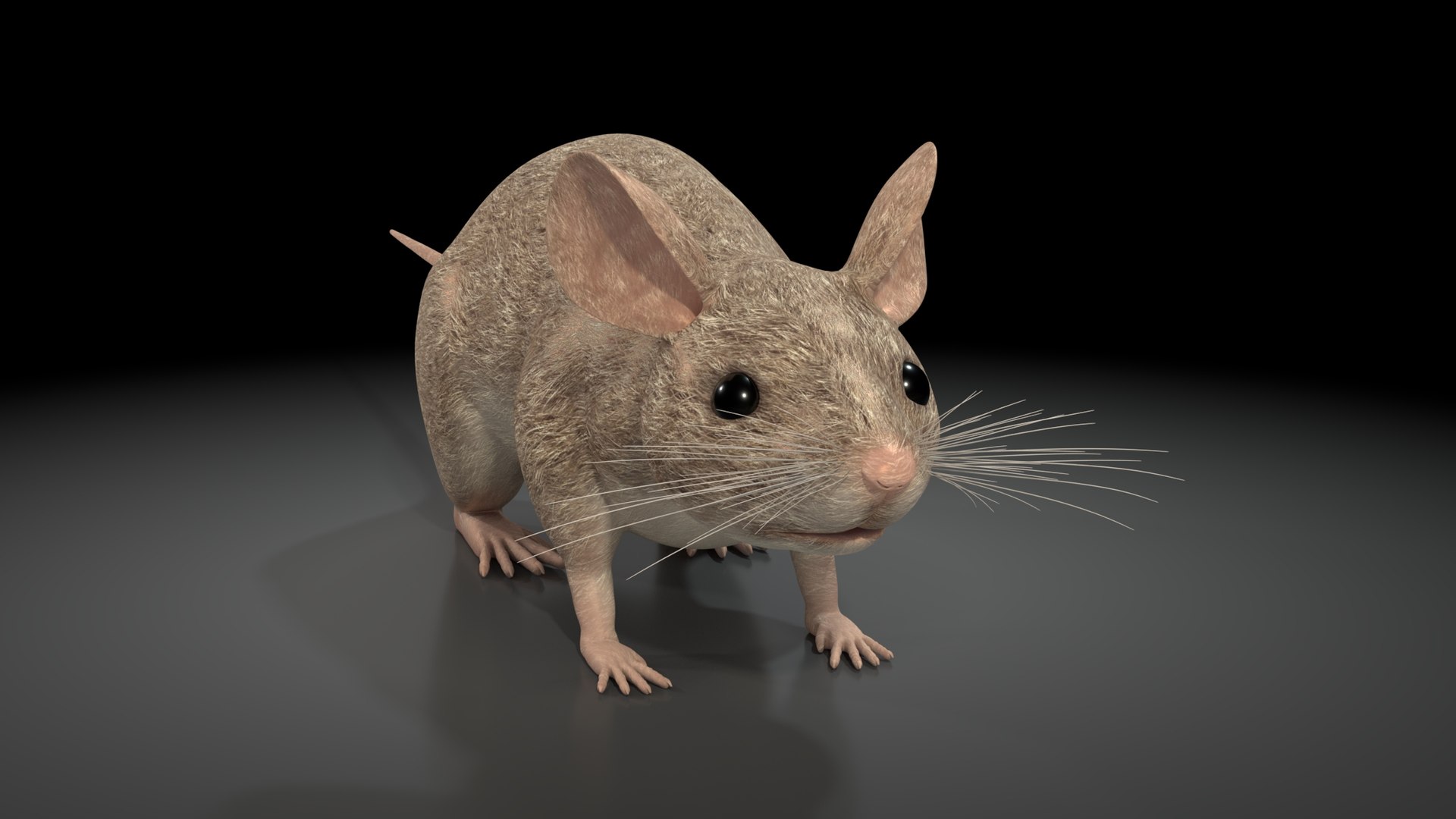 Mouse Rigged 3D Model - TurboSquid 2314287