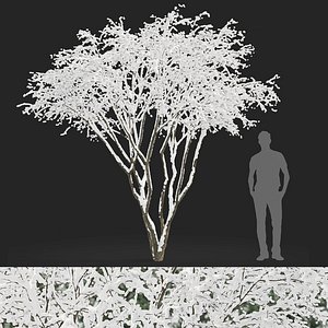 Snow Tree 3D Models for Download | TurboSquid