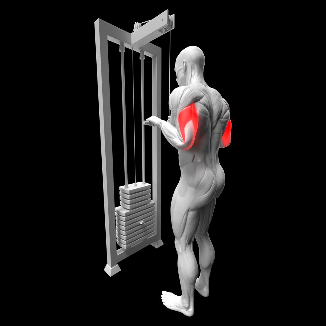 Cable Triceps Extension 3D Model - TurboSquid 2228222