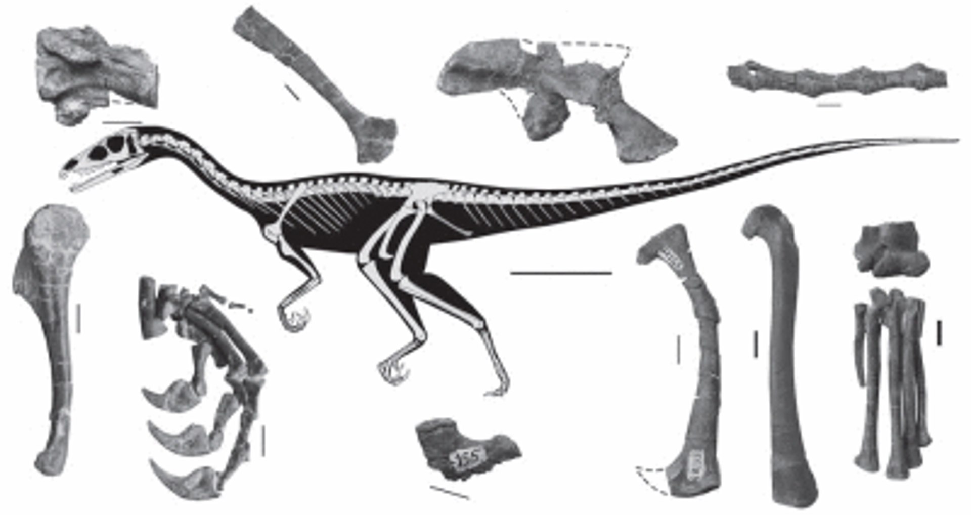 Eoraptor Lunensis Dinosaur 3d Model