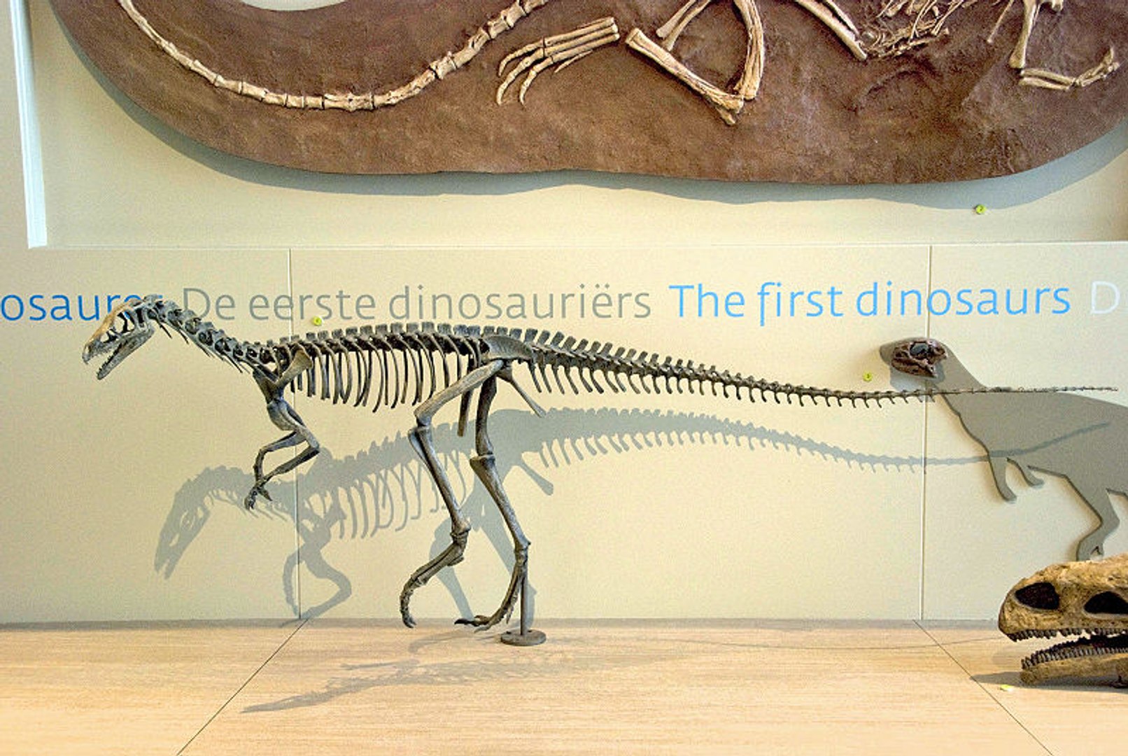 Eoraptor Lunensis Dinosaur 3d Model