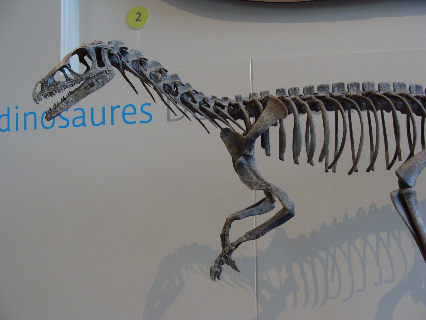 Eoraptor Lunensis Dinosaur 3d Model