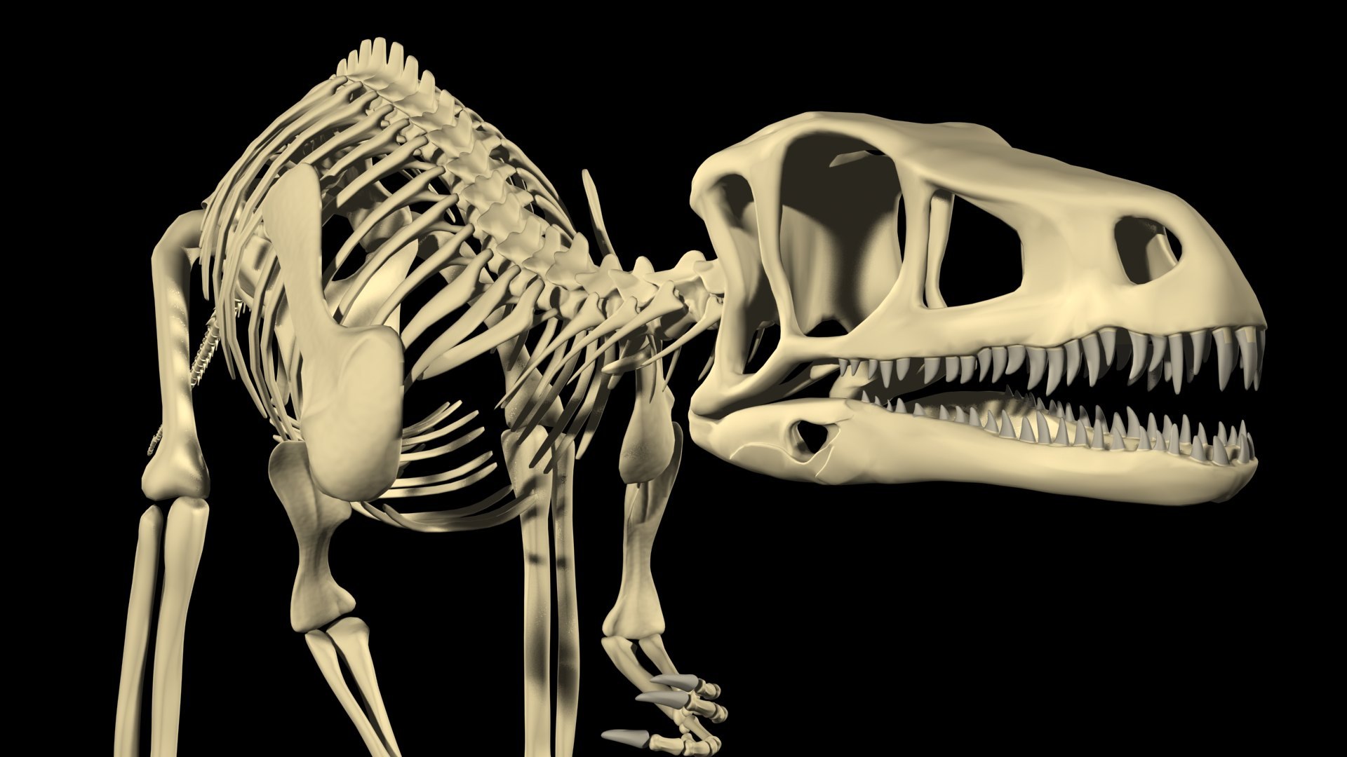 Eoraptor Skeleton