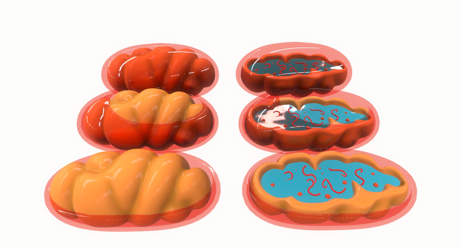 3D Model Mitochondria Cell - TurboSquid 1424132