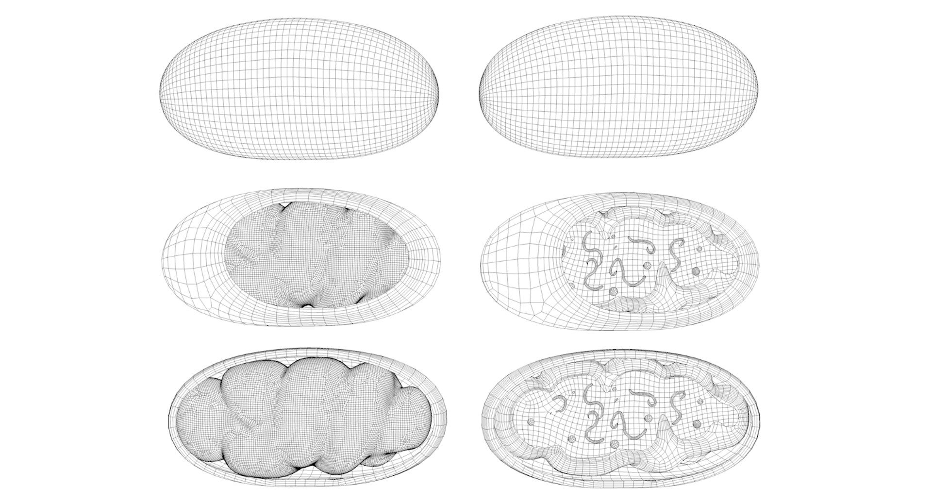 3D Model Mitochondria Cell - TurboSquid 1424132