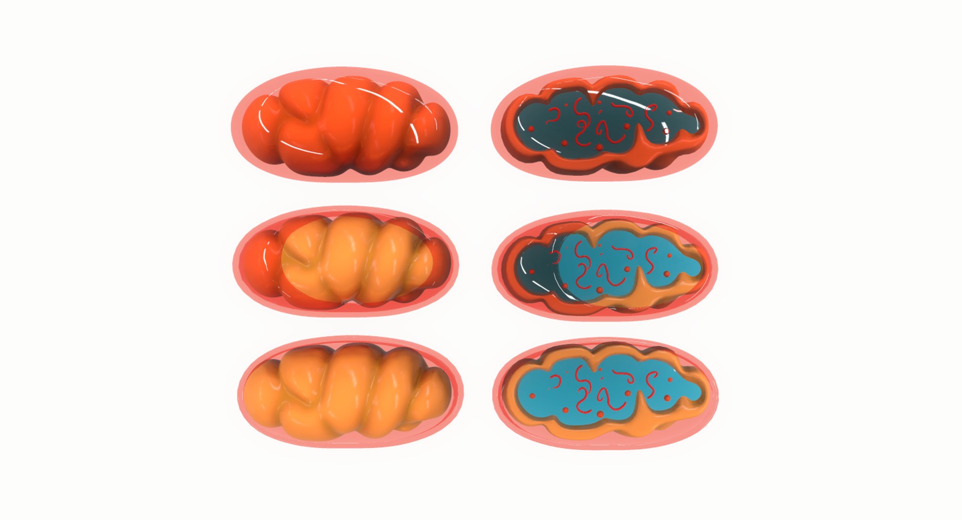 3D Model Mitochondria Cell - TurboSquid 1424132