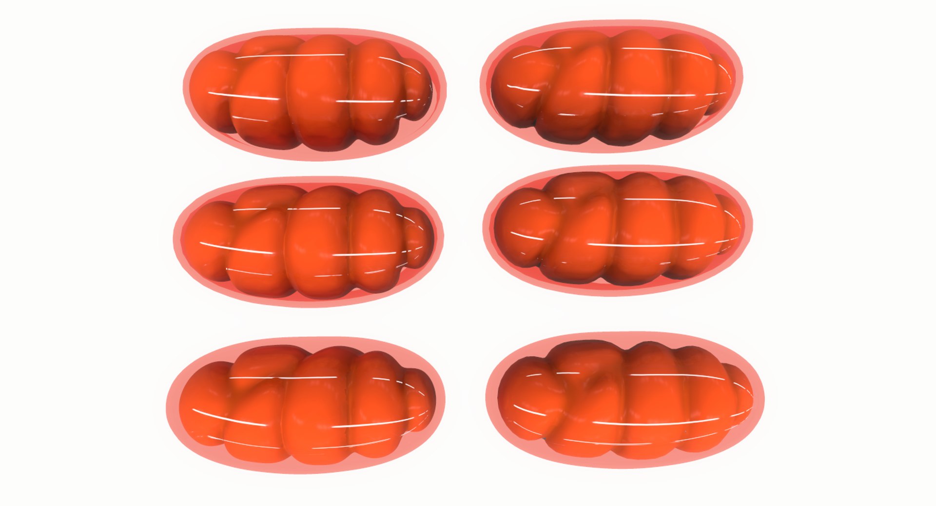 3D Model Mitochondria Cell - TurboSquid 1424132