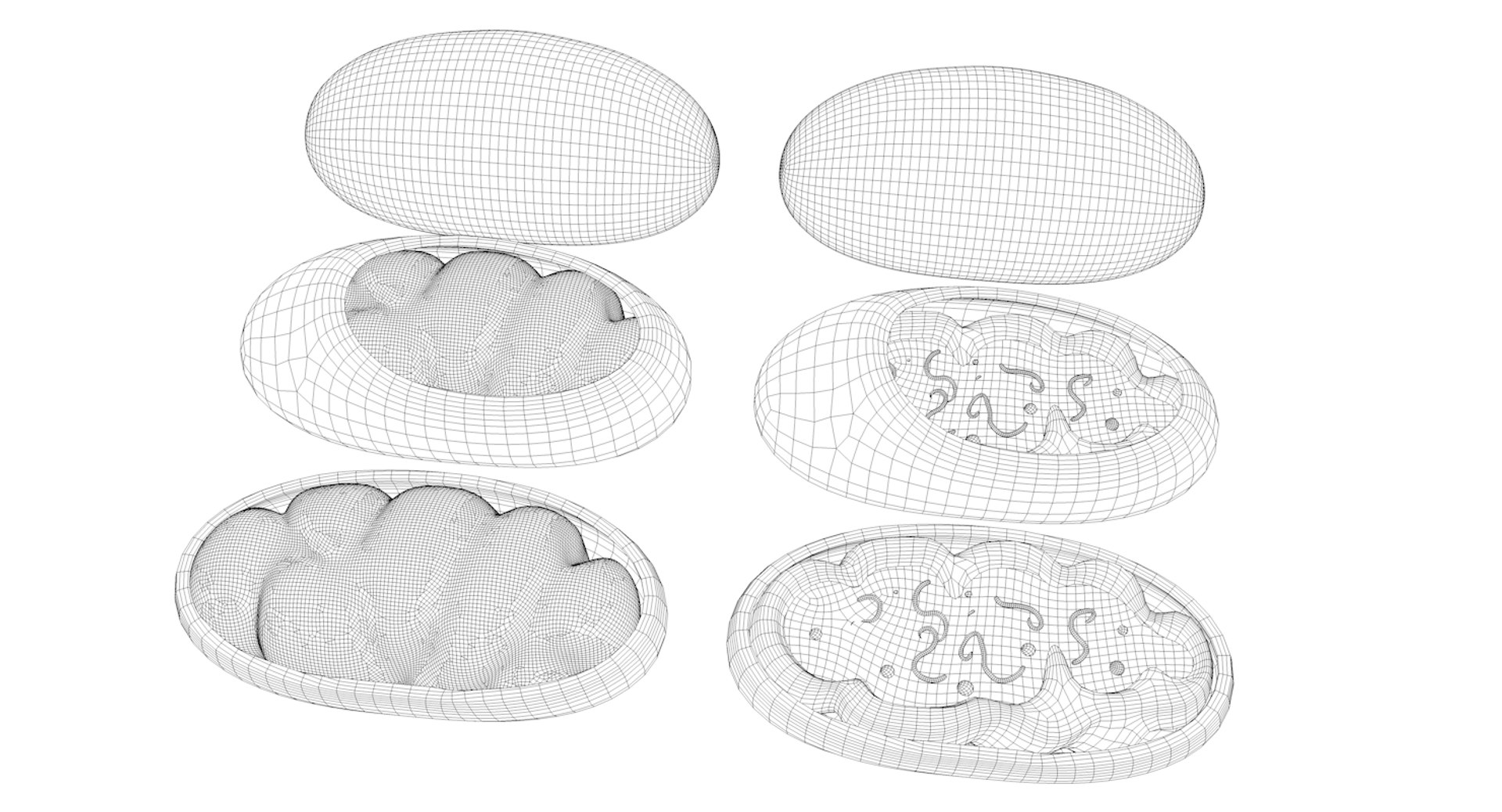 3D Model Mitochondria Cell - TurboSquid 1424132