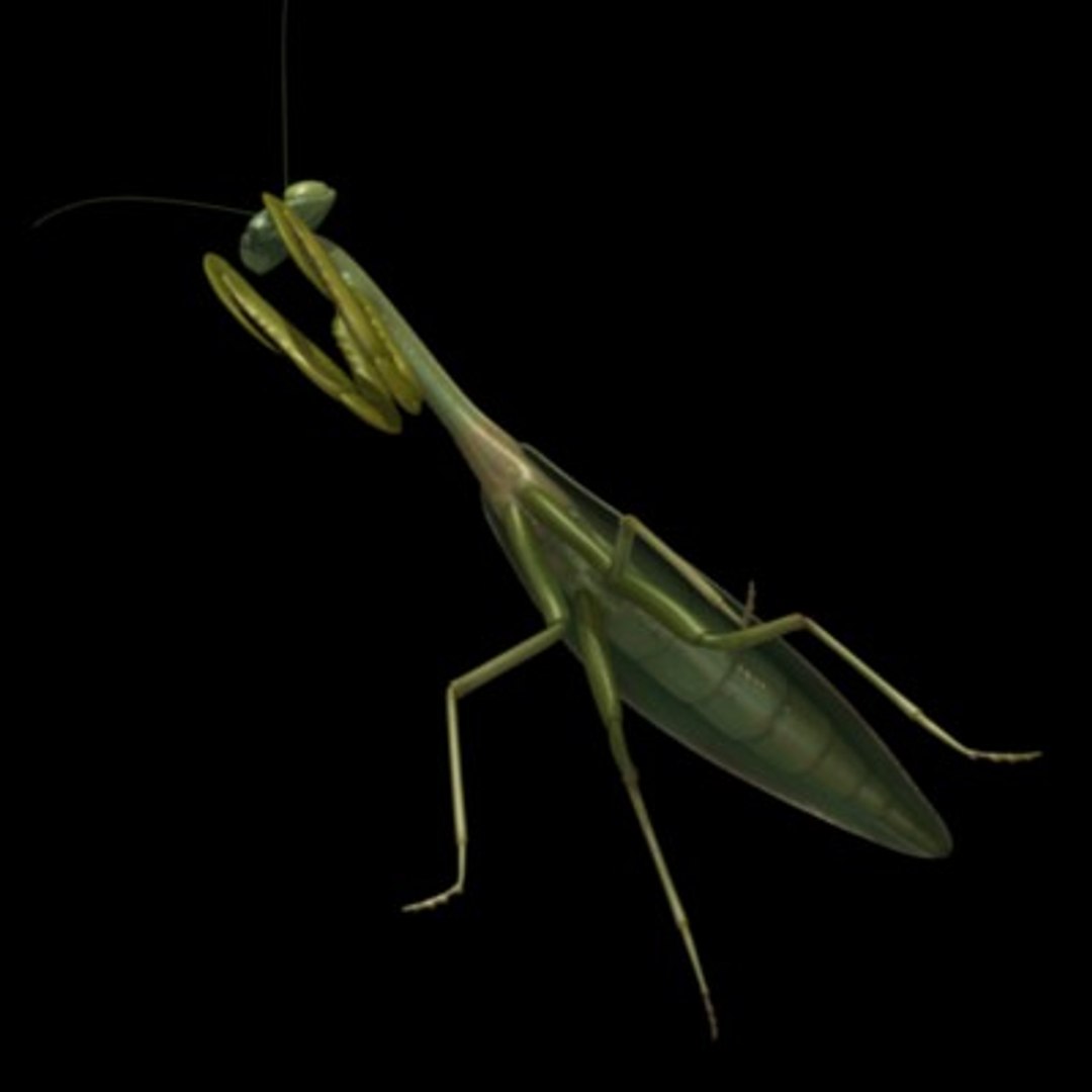 Maya Praying Mantis