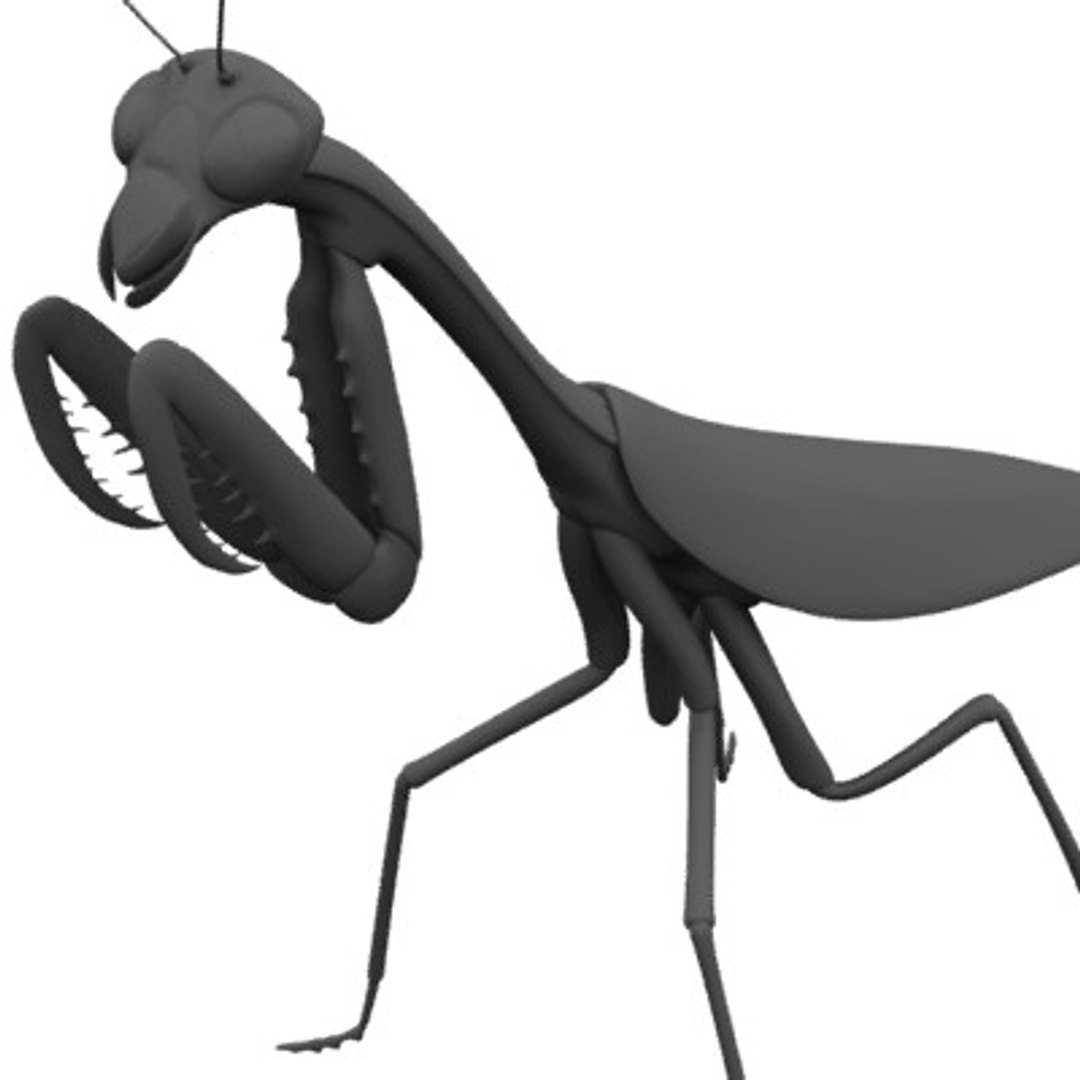 Maya Praying Mantis