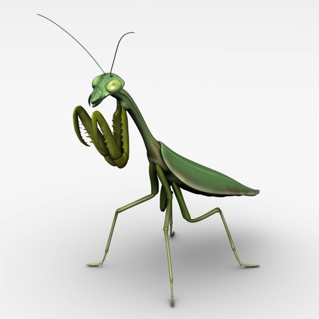 Maya Praying Mantis