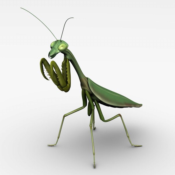 maya praying mantis
