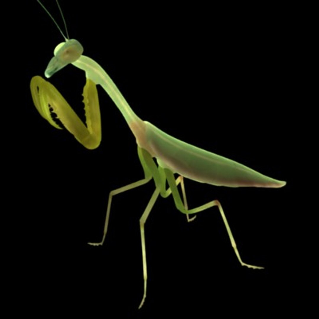 Maya Praying Mantis