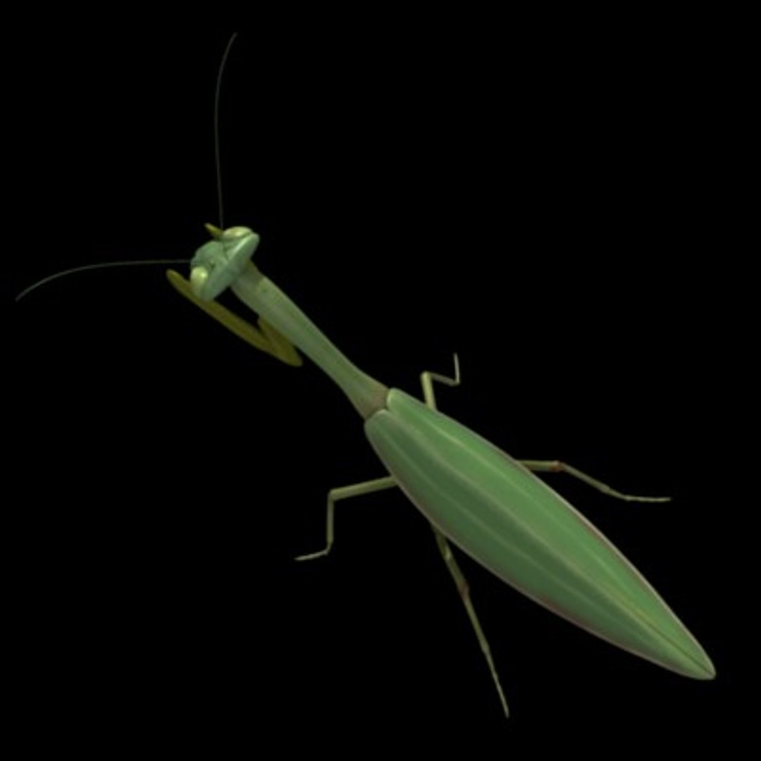 Maya Praying Mantis