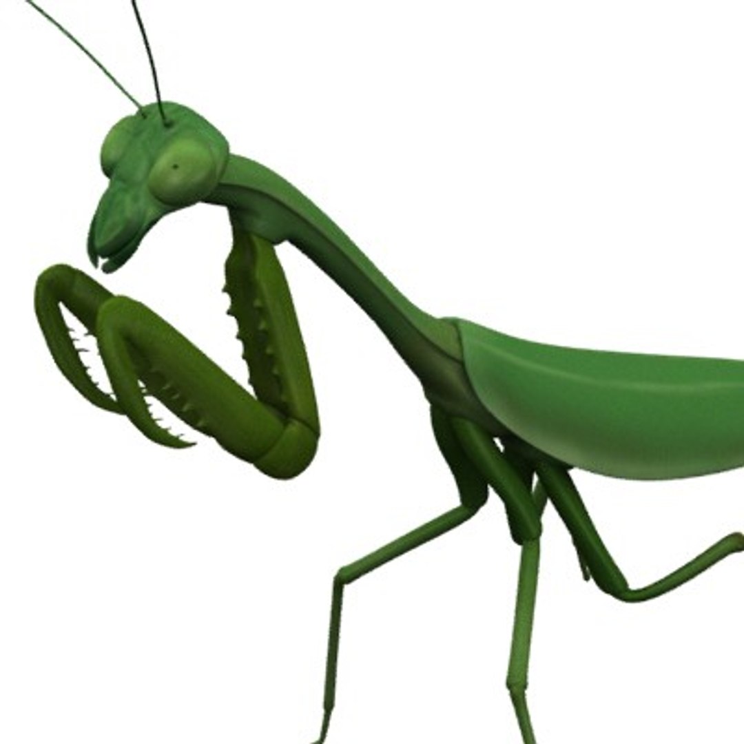 Maya Praying Mantis