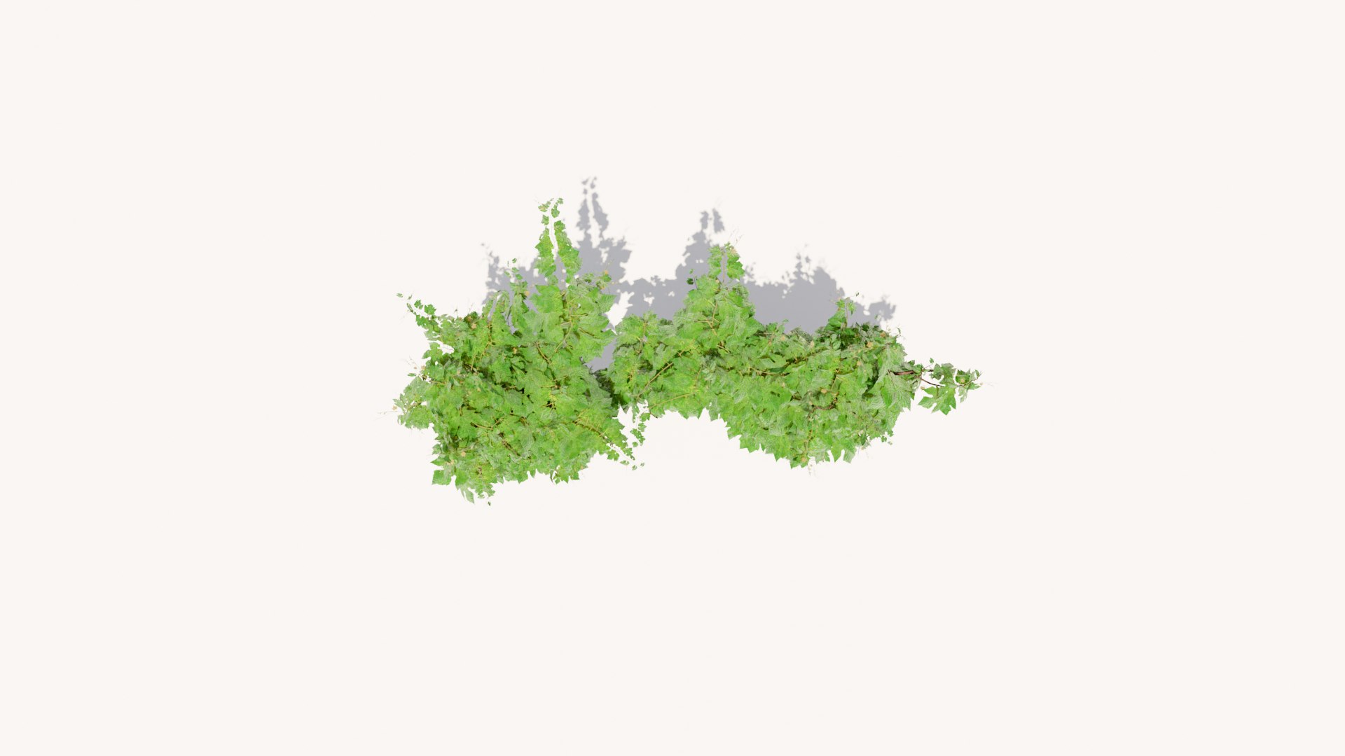 Grapevine Plant 001 Var 001 3D Model - TurboSquid 2083754