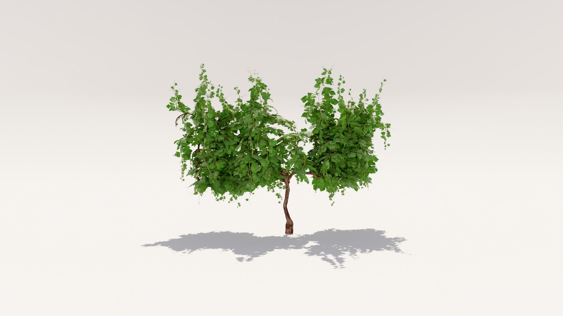 Grapevine Plant 001 Var 001 3D Model - TurboSquid 2083754