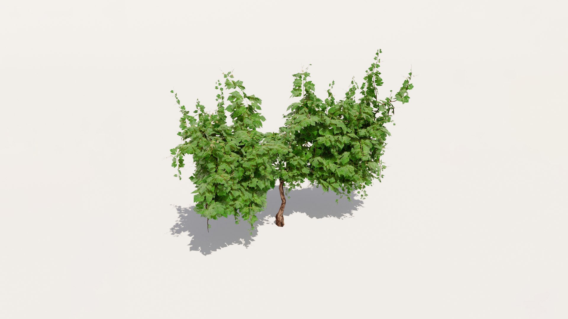 Grapevine Plant 001 Var 001 3D Model - TurboSquid 2083754