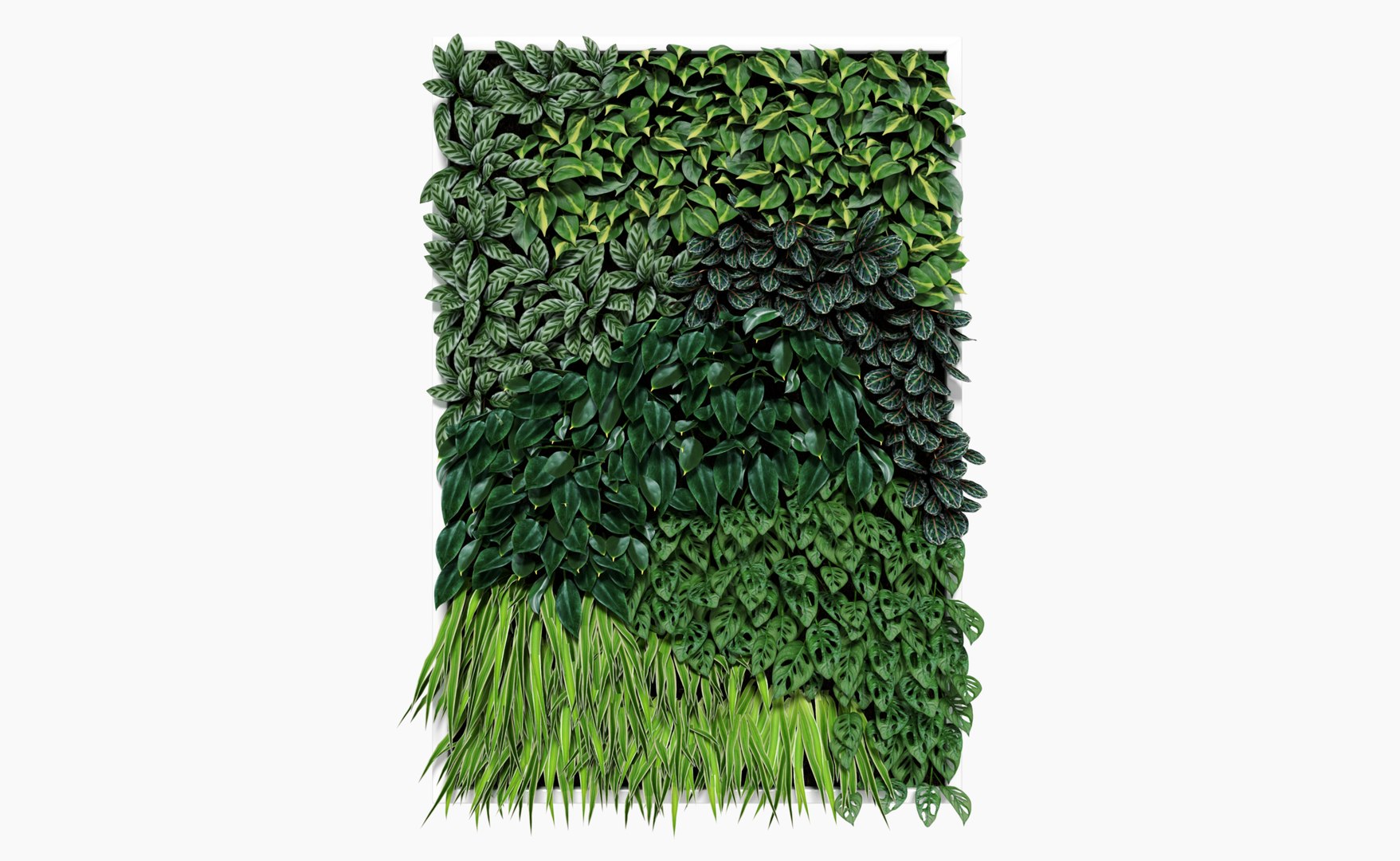 Vertical GreenWall 1 - Potus - Philodendron - Chlorophytum - Monstera ...