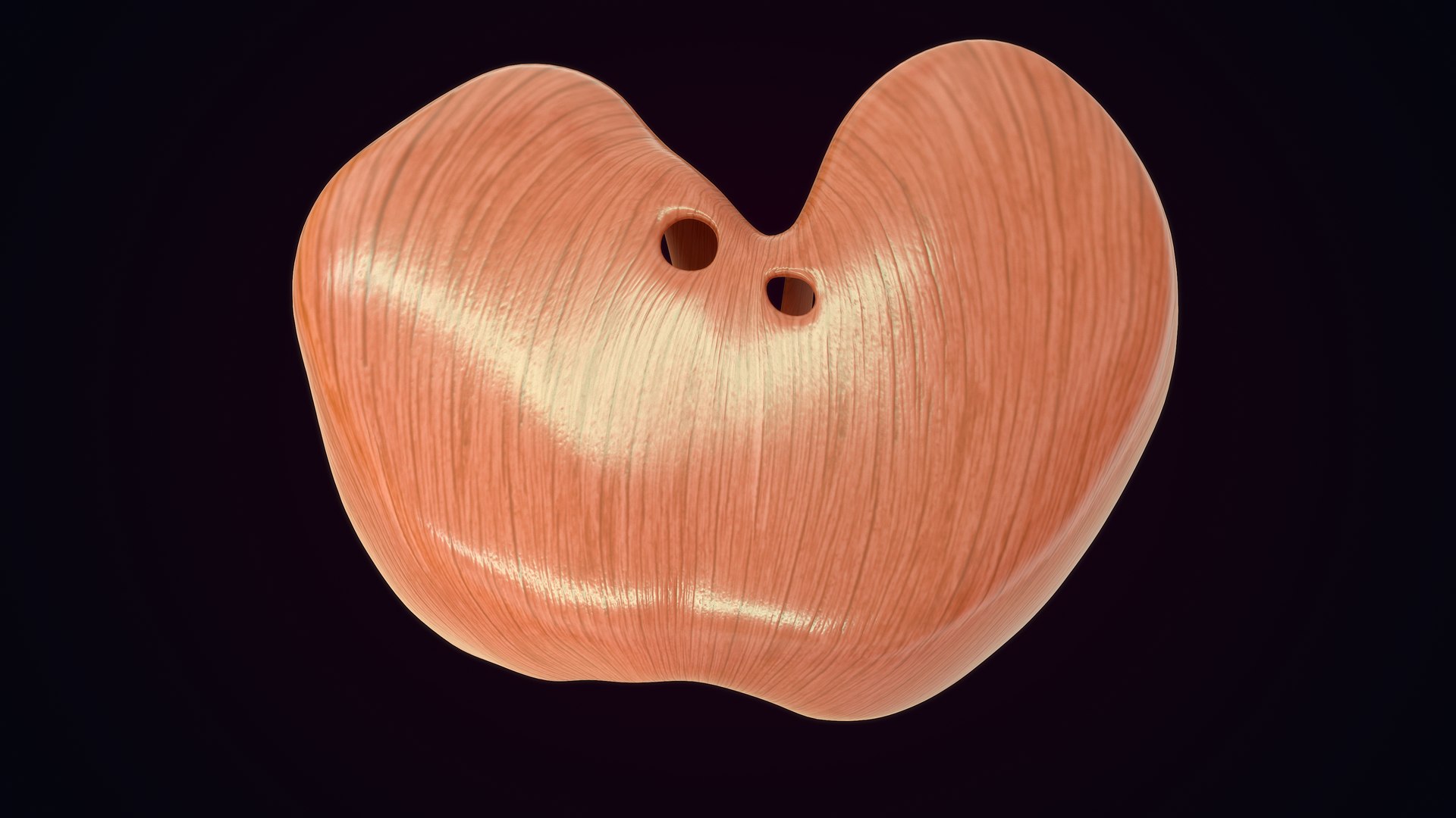 3D Human Diaphragm Model - TurboSquid 2307897