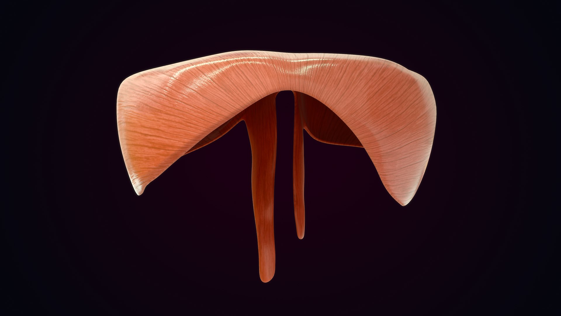 3D Human Diaphragm Model - TurboSquid 2307897