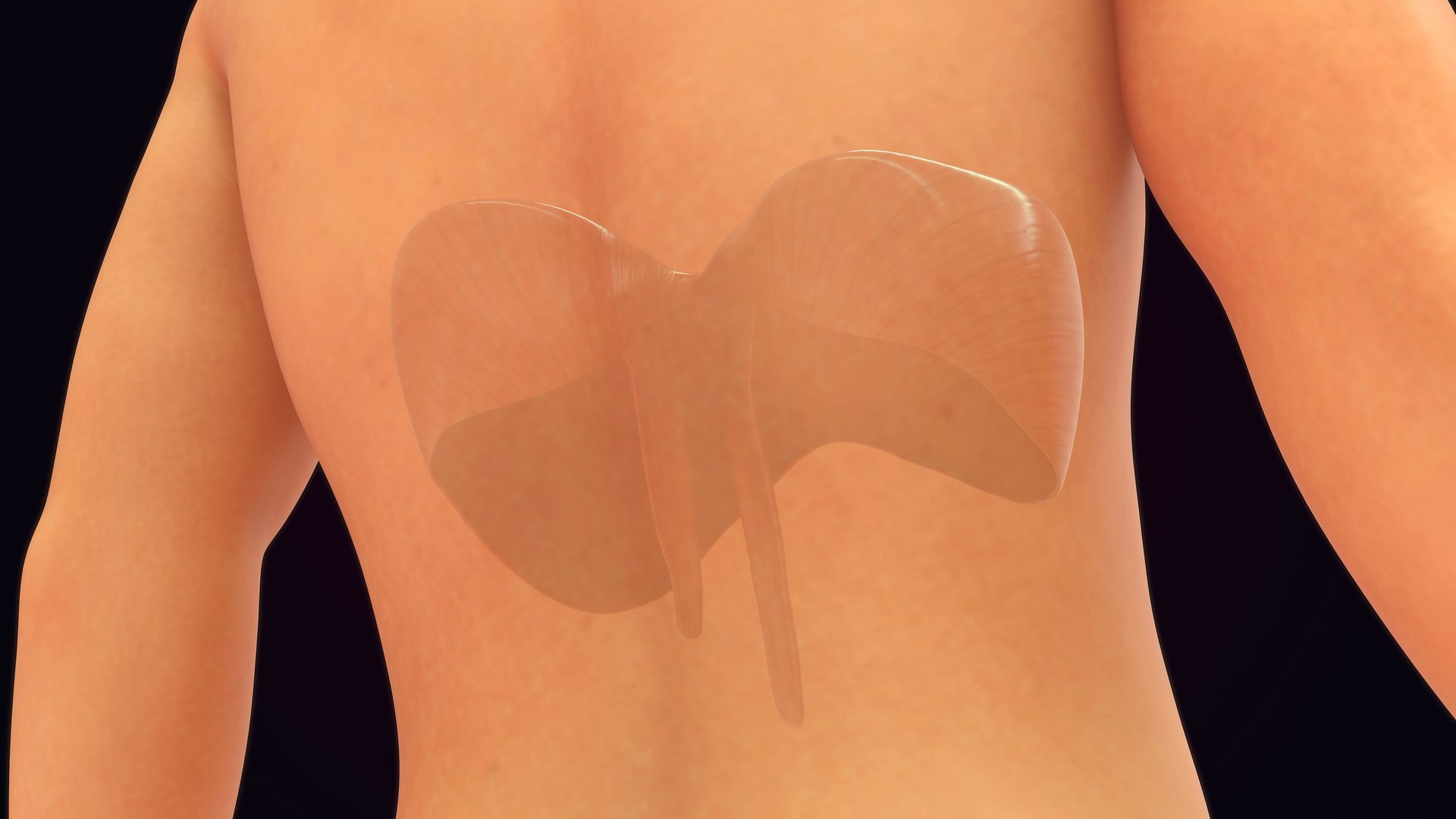 3D Human Diaphragm Model - TurboSquid 2307897