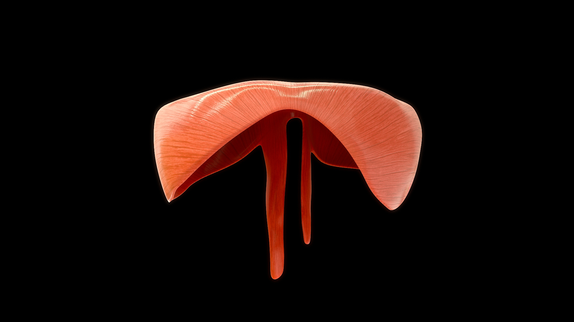 3D Human Diaphragm Model - TurboSquid 2307897