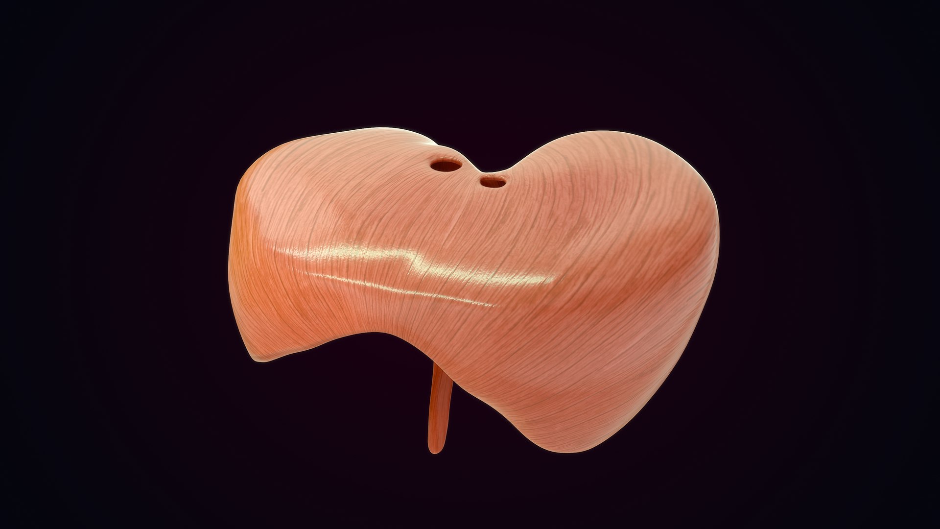 3D Human Diaphragm Model - TurboSquid 2307897