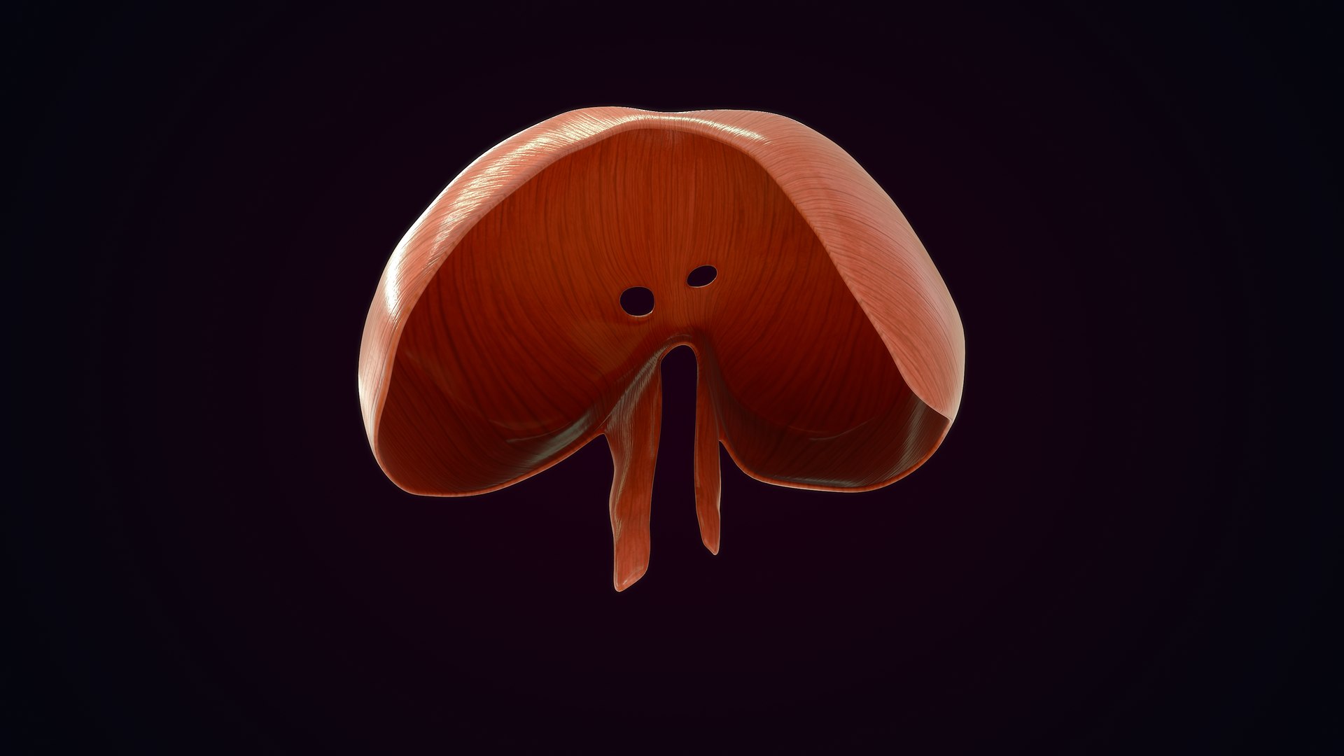 3D Human Diaphragm Model - TurboSquid 2307897