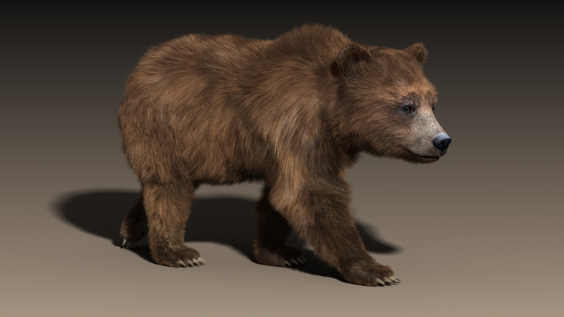 3d Brown Bear Fur Rigged Model