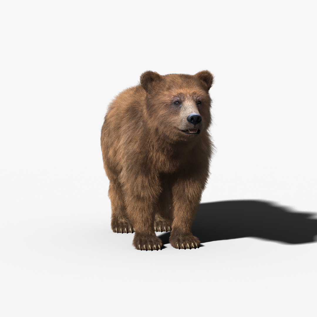 3d Brown Bear Fur Rigged Model