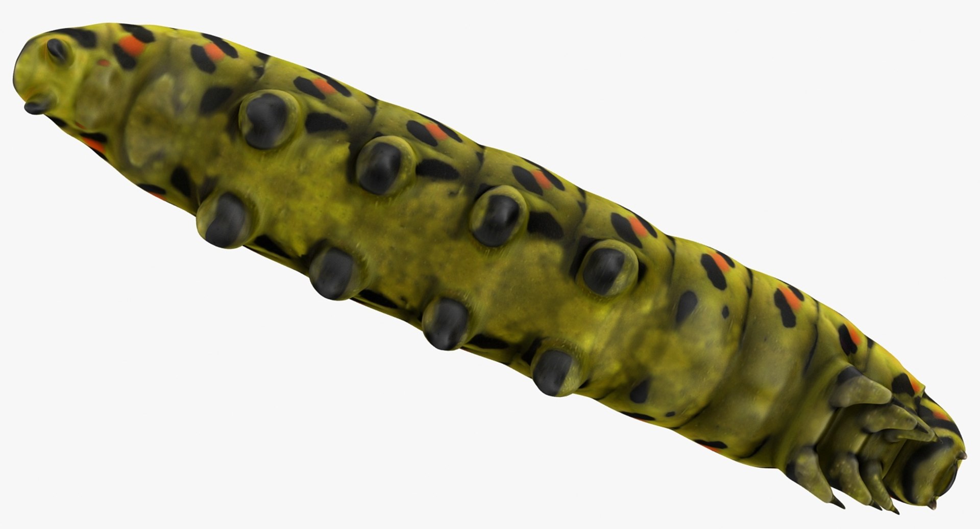 Realistic Caterpillars 02 3D Model - TurboSquid 1173641
