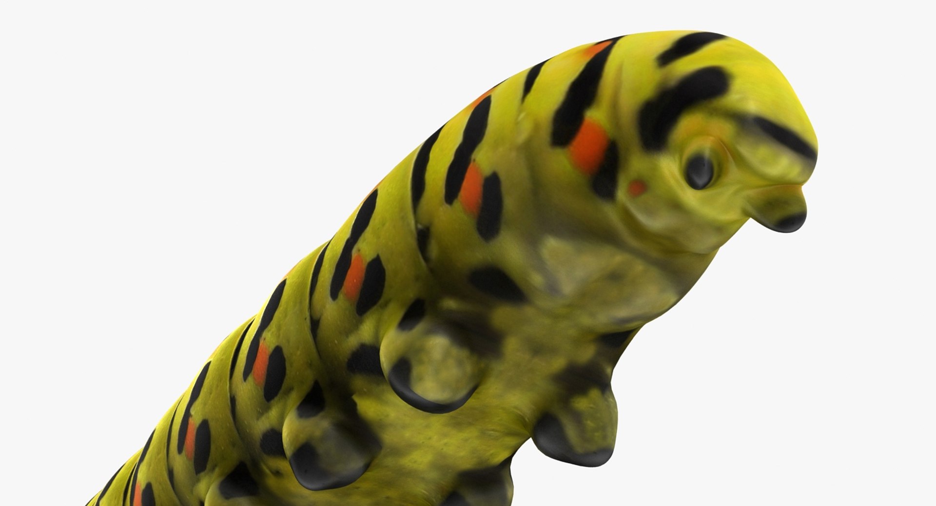 Realistic Caterpillars 02 3D Model - TurboSquid 1173641