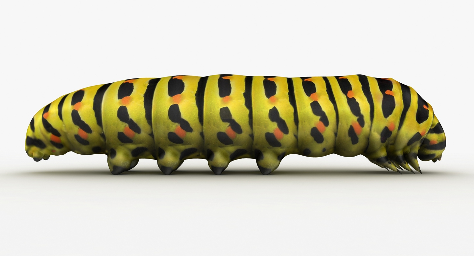 Realistic Caterpillars 02 3D Model - TurboSquid 1173641