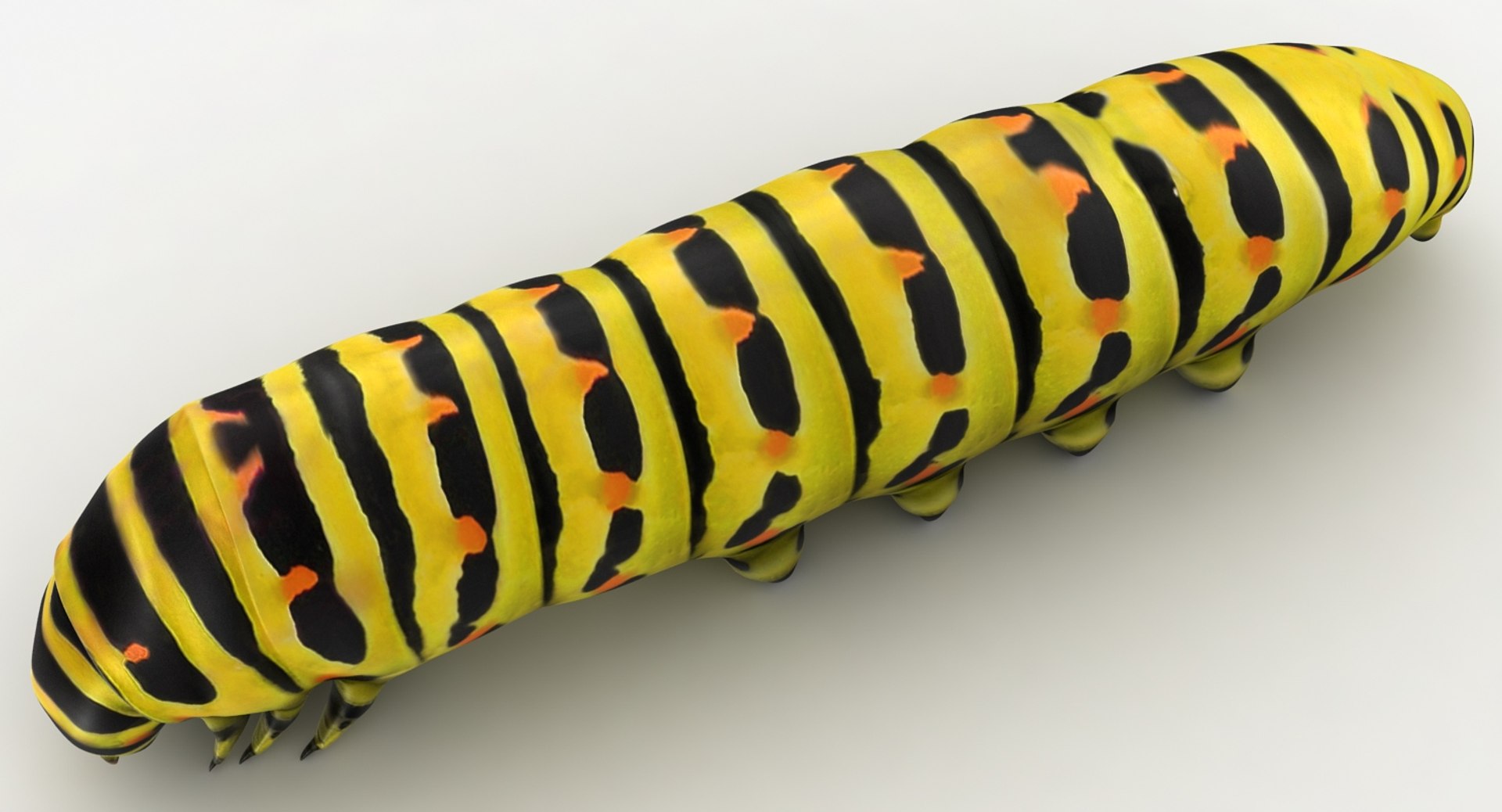 Realistic Caterpillars 02 3D Model - TurboSquid 1173641