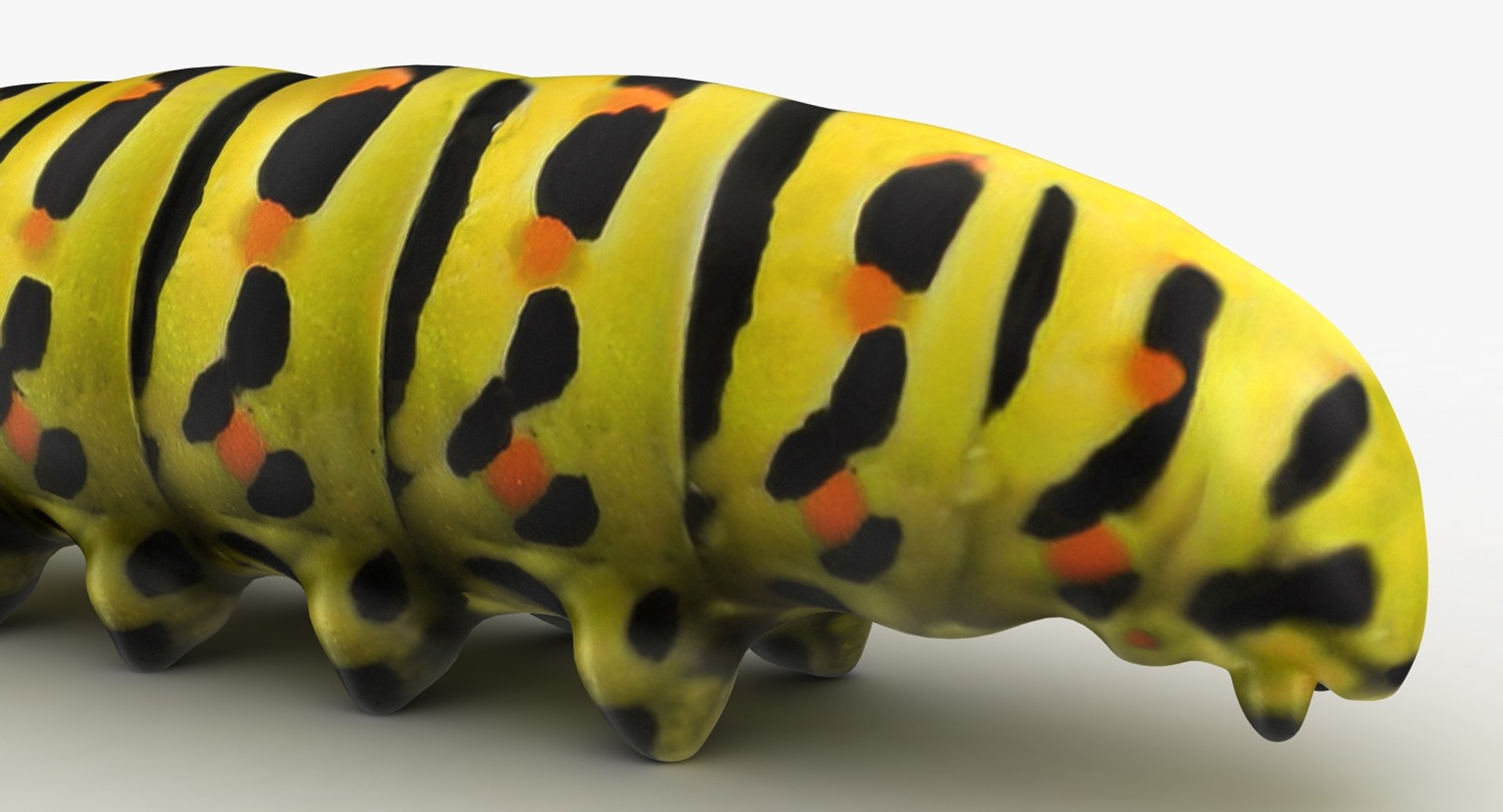 Realistic Caterpillars 02 3D Model - TurboSquid 1173641