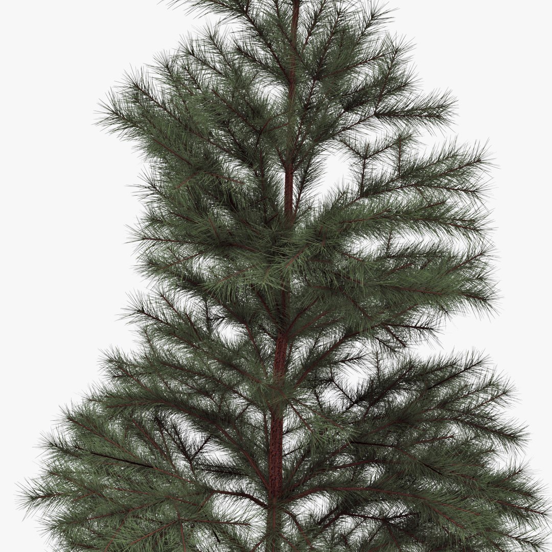 conifer 017 max