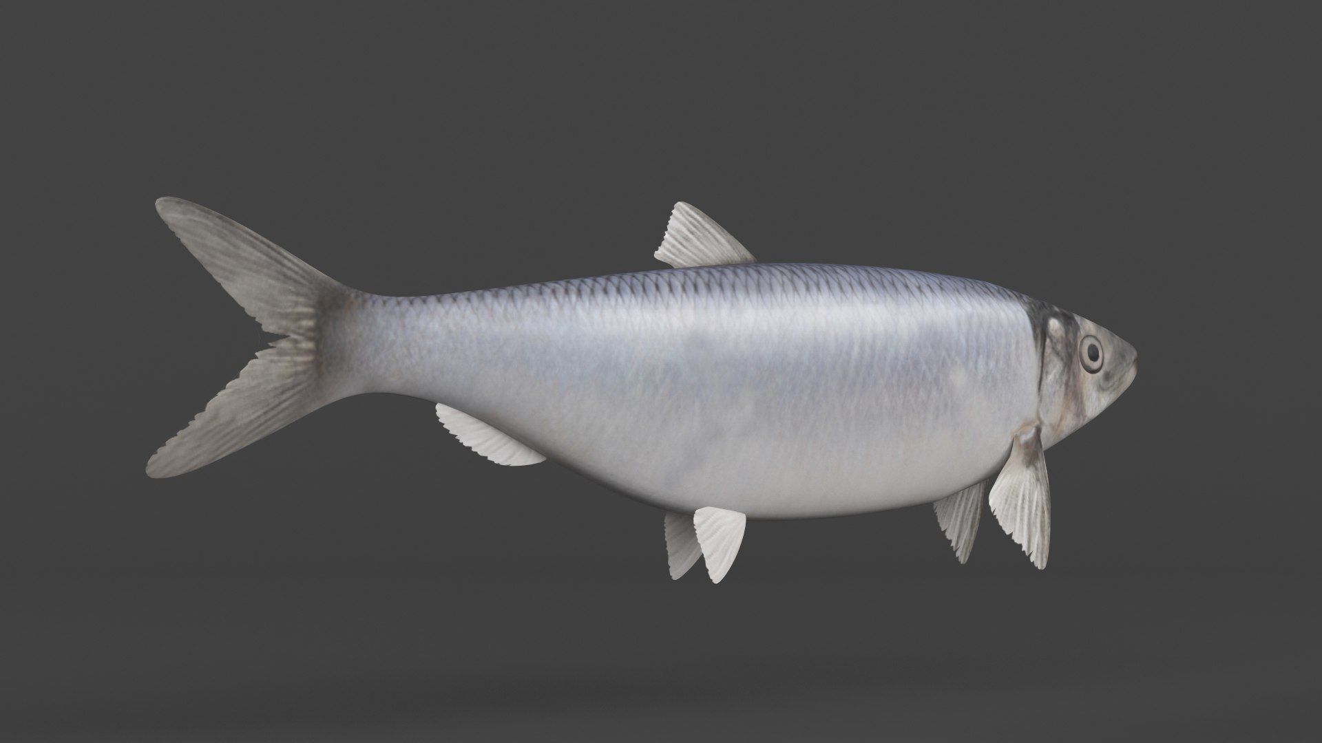Fish Herring 3D Model - TurboSquid 2254790