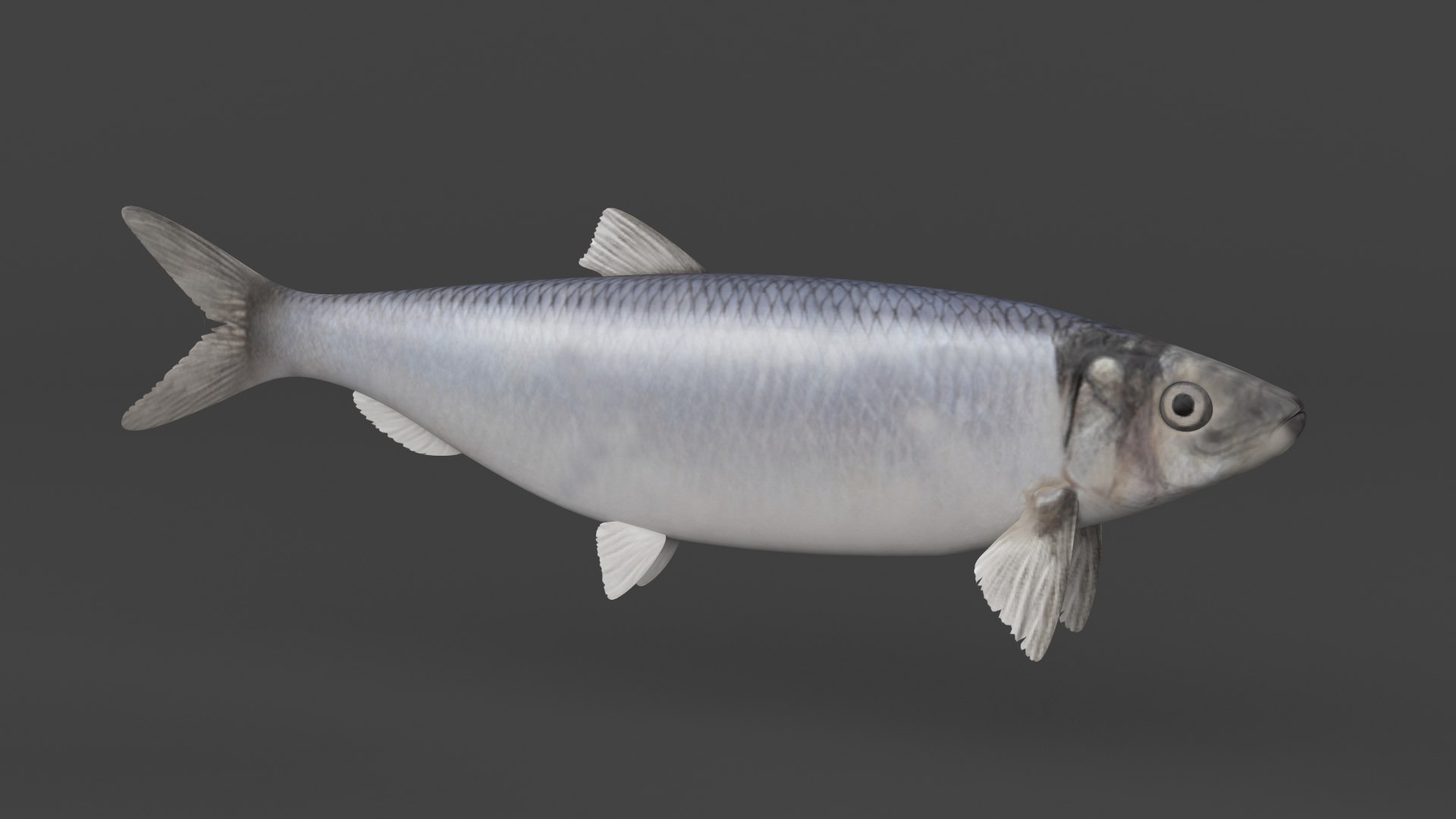 Fish Herring 3D Model - TurboSquid 2254790