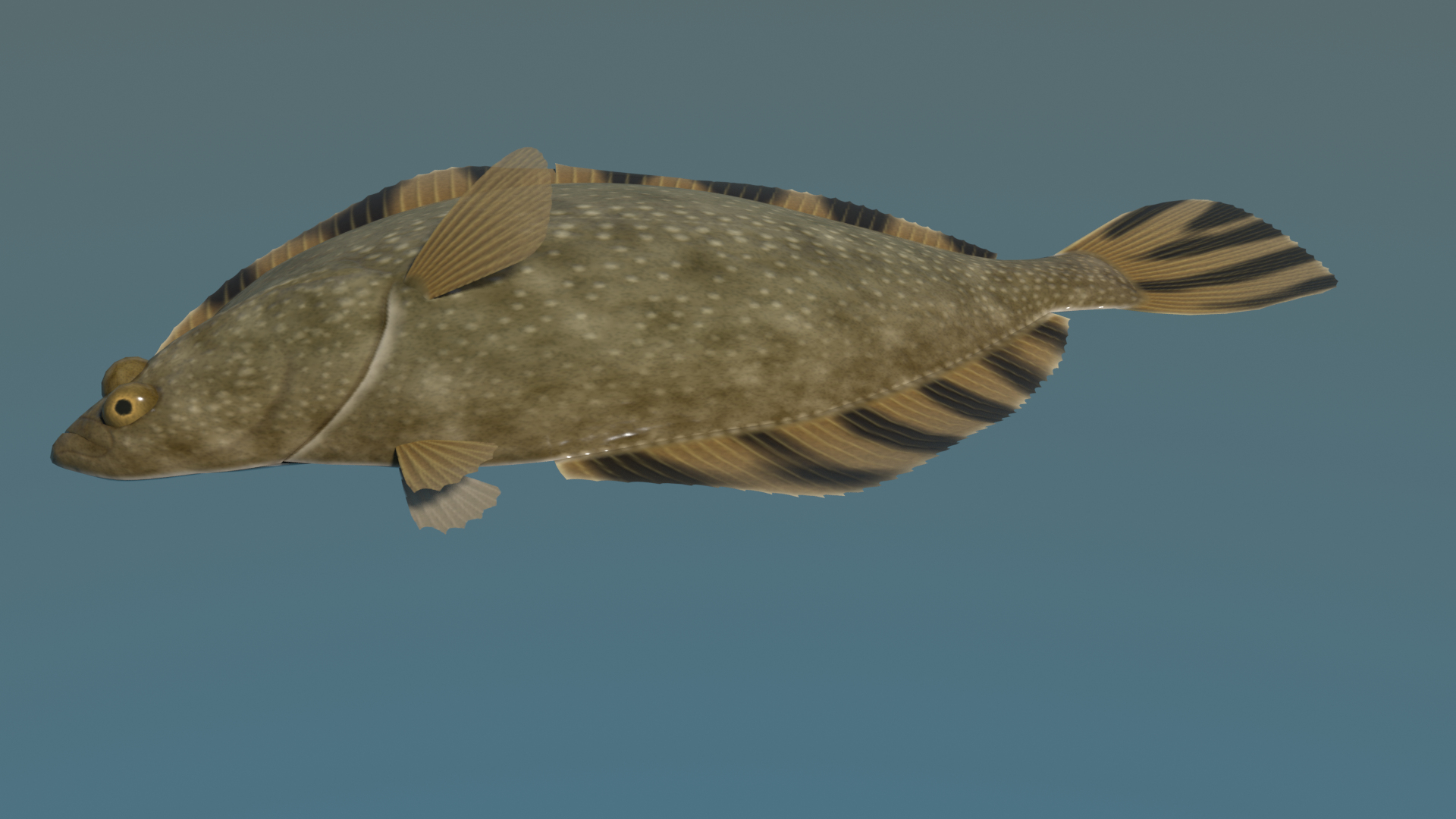 3ds Max Starry Flounder Numagarei