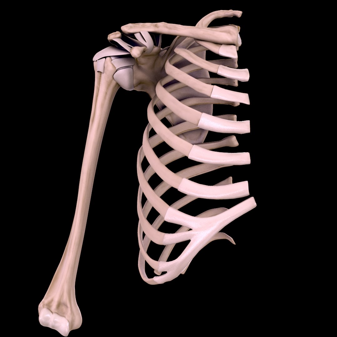 3d Model Shoulder Bones