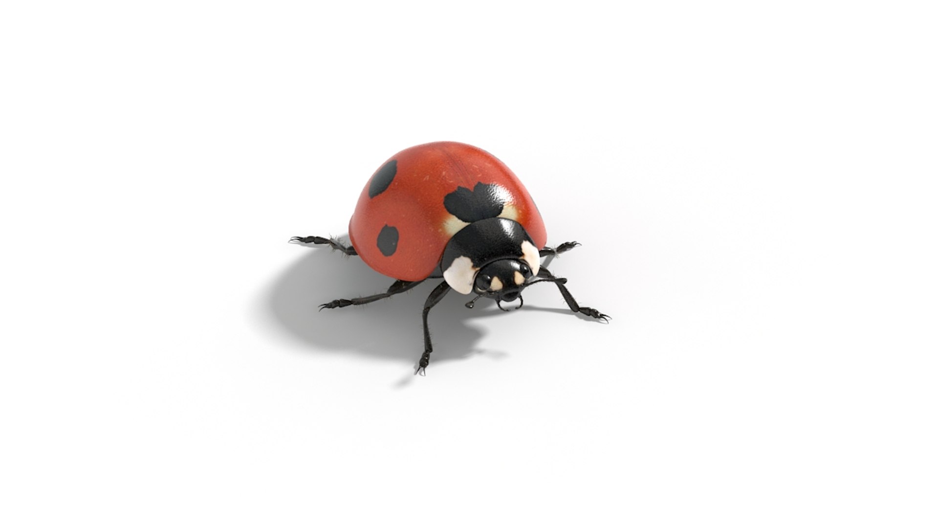 3d Model Of Lady Ladybug Bug