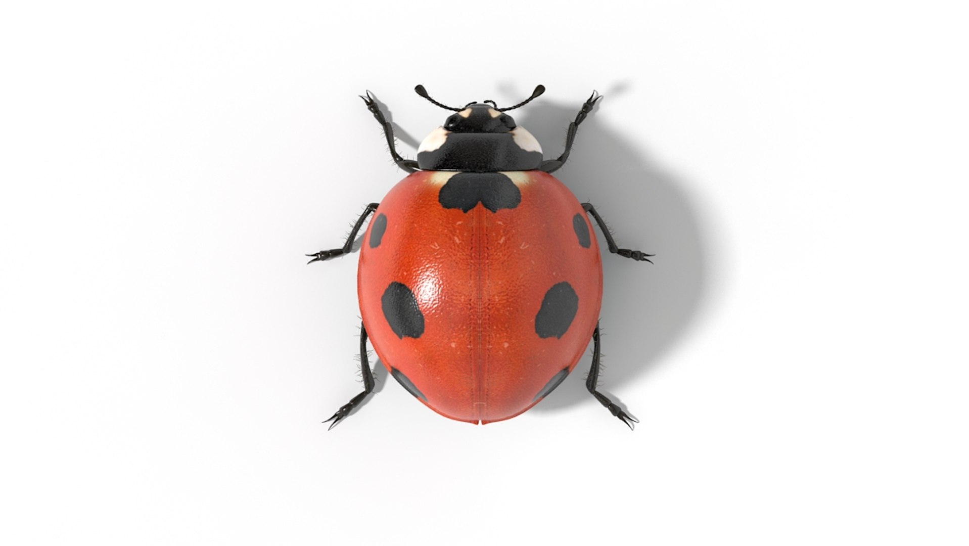 3d Model Of Lady Ladybug Bug