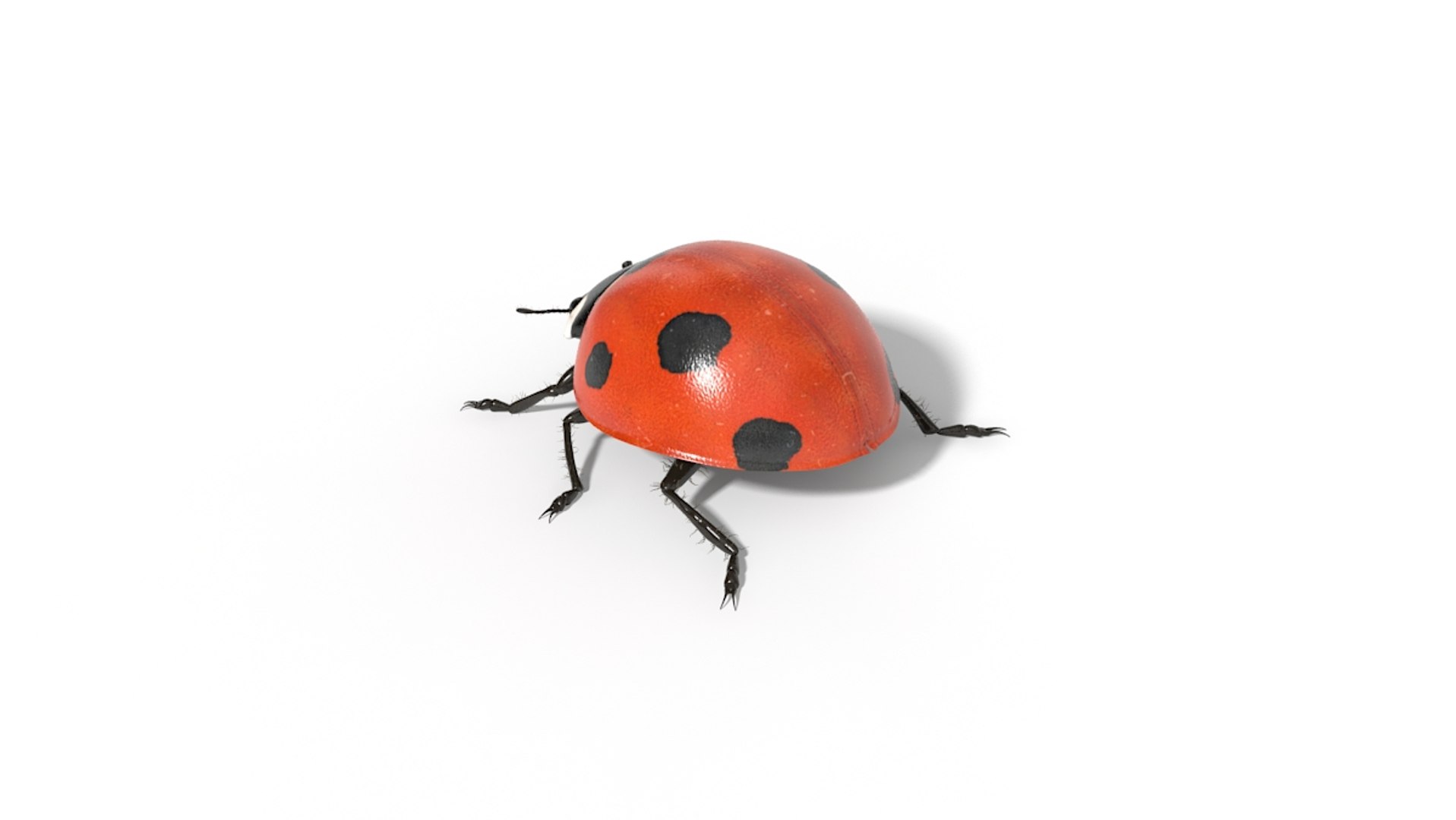 3d Model Of Lady Ladybug Bug