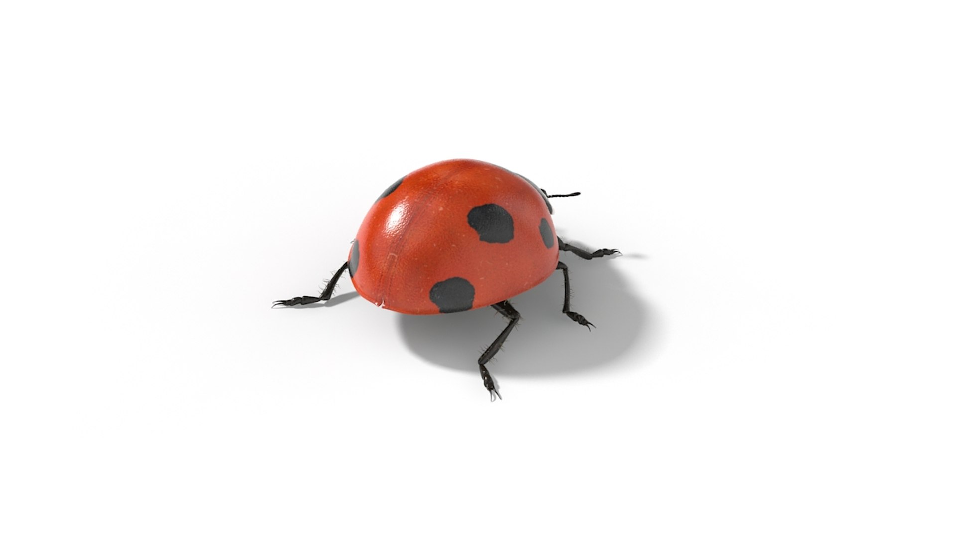3d Model Of Lady Ladybug Bug