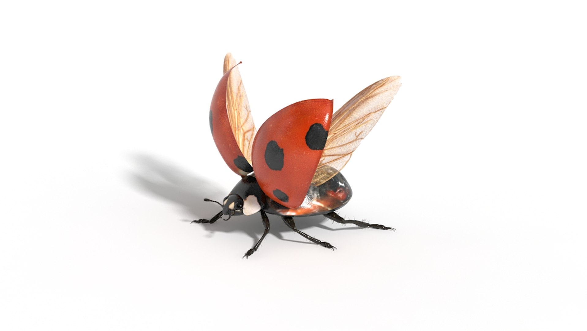 3d Model Of Lady Ladybug Bug