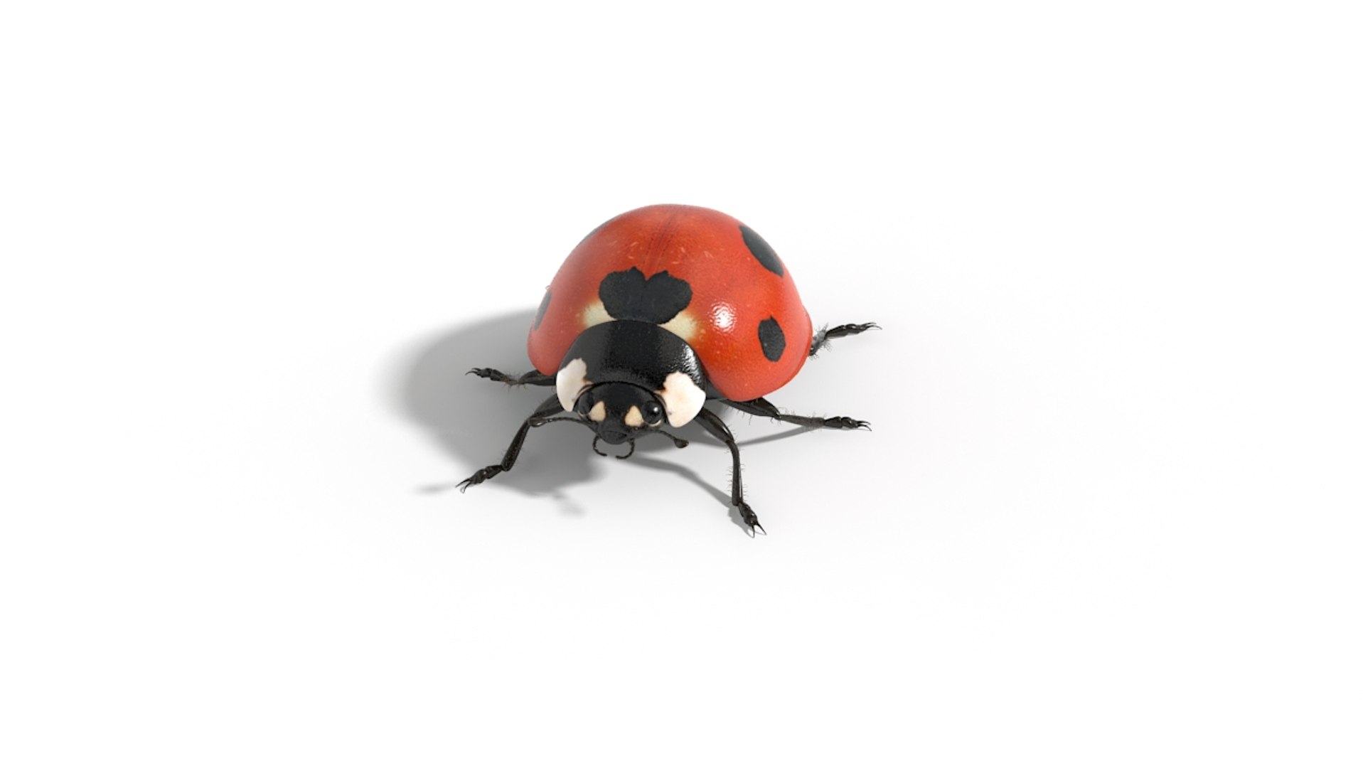3d Model Of Lady Ladybug Bug