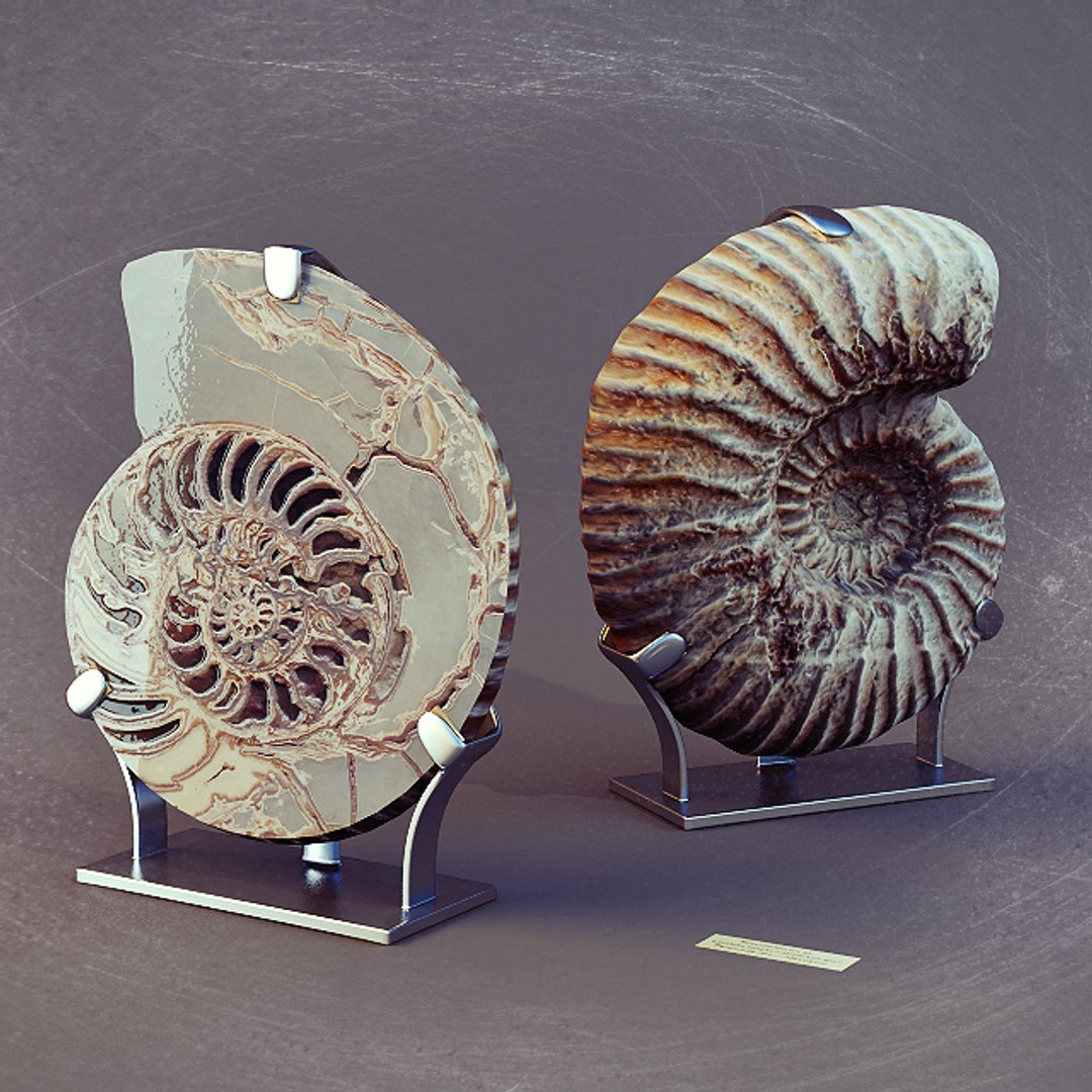 Ammonoidea 3d Max